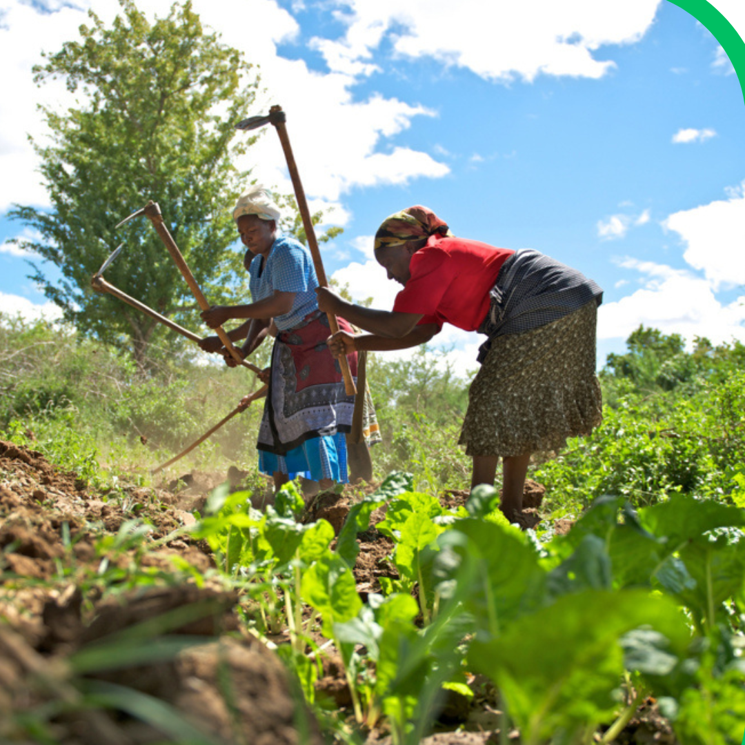 Volunteer Programs – HAF Volunteers